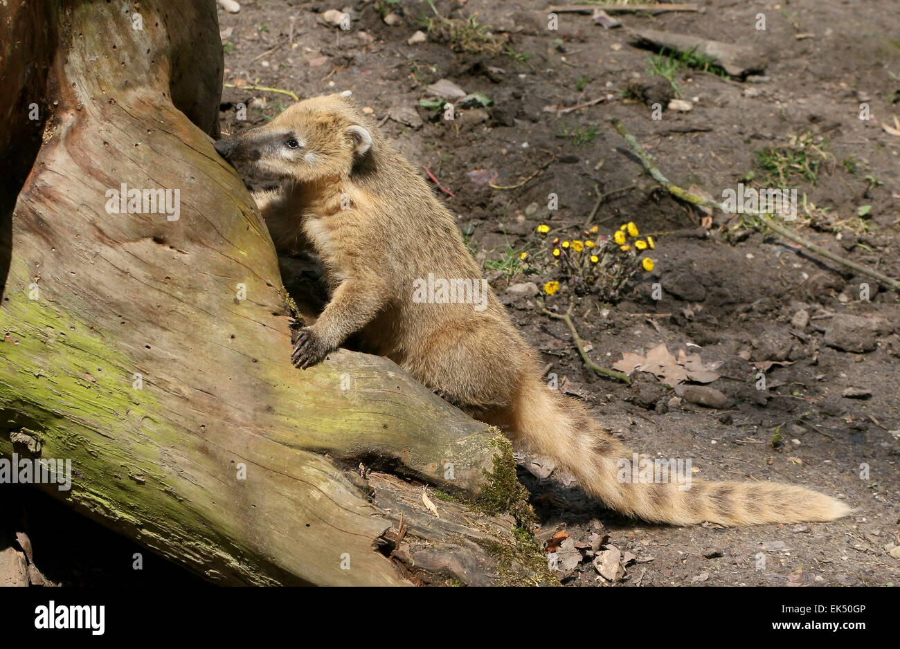 South American ring-tailed Coati ( Nasua Nasua Stock Photo - Alamy