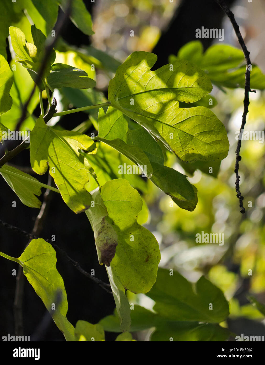 Italy, countryside, fig tree leaves in autumn backlit Stock Photo - Alamy