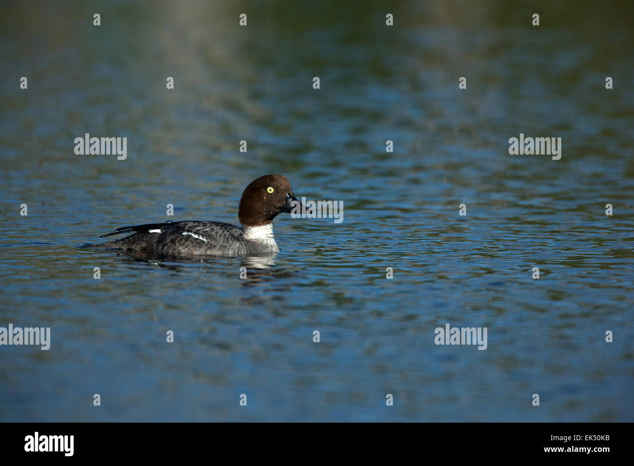 Female Common Goldeneye High Resolution Stock Photography and Images ...