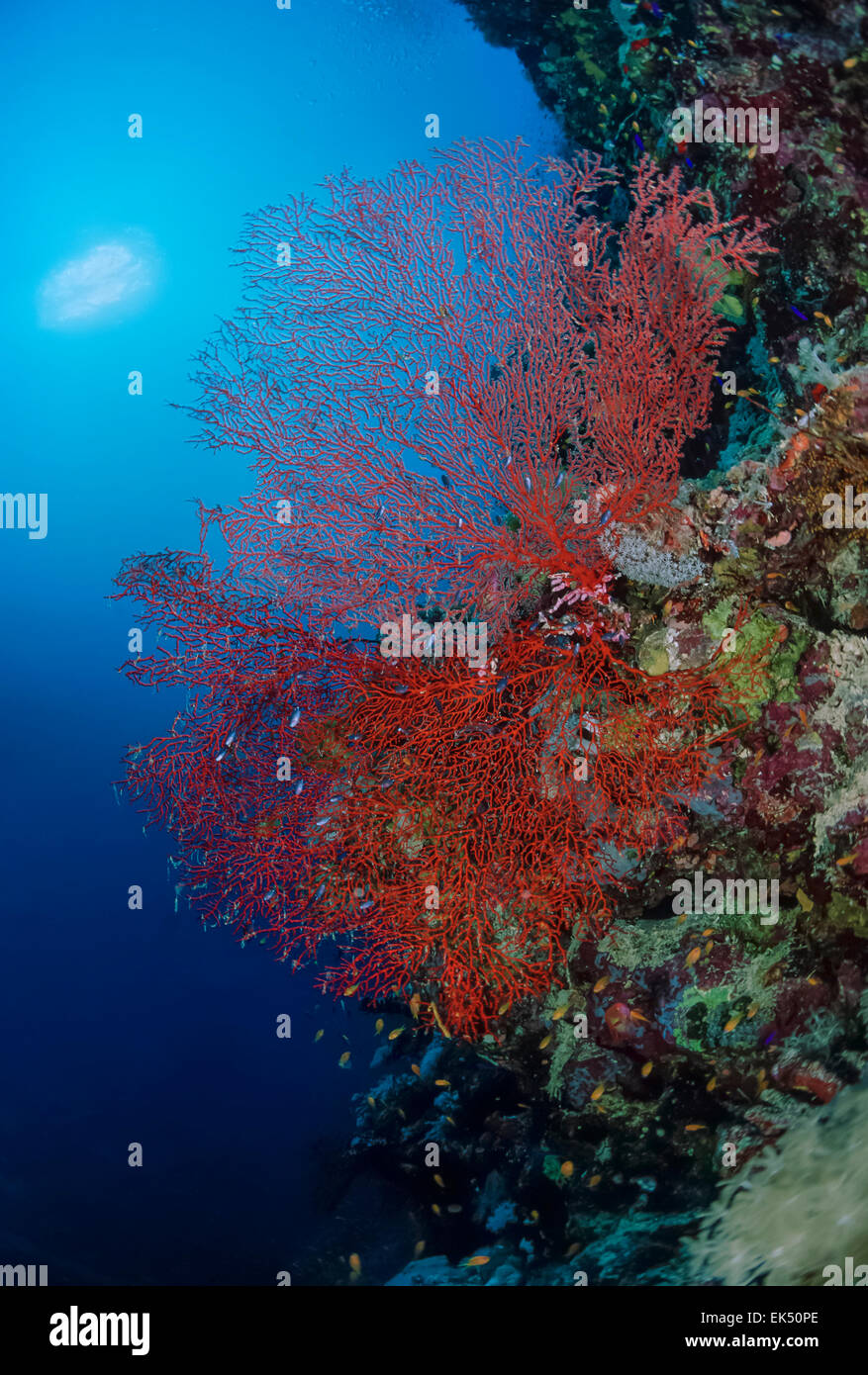 Giant gorgonian sea fan with diver hi-res stock photography and images ...