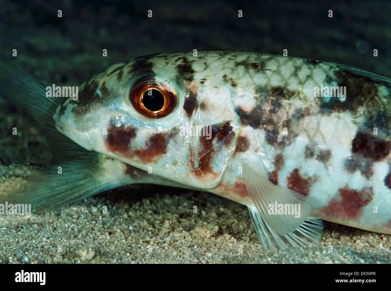Sudan, Red Sea, tropical mullet (Mullus barbatus Stock Photo - Alamy