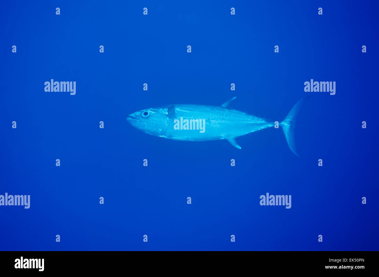 Big tunafish hi-res stock photography and images - Alamy