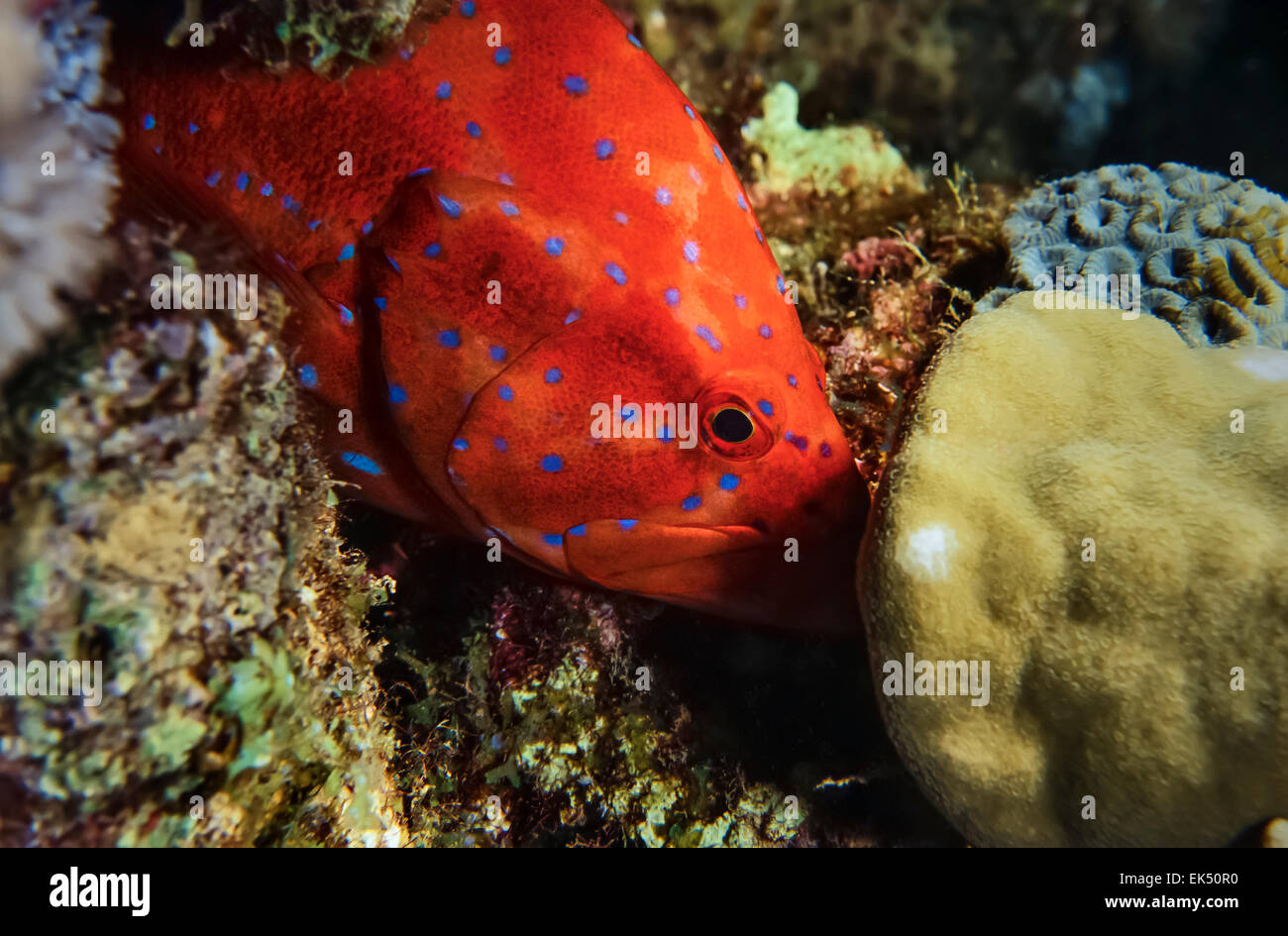 Red Sea Spotted Grouper