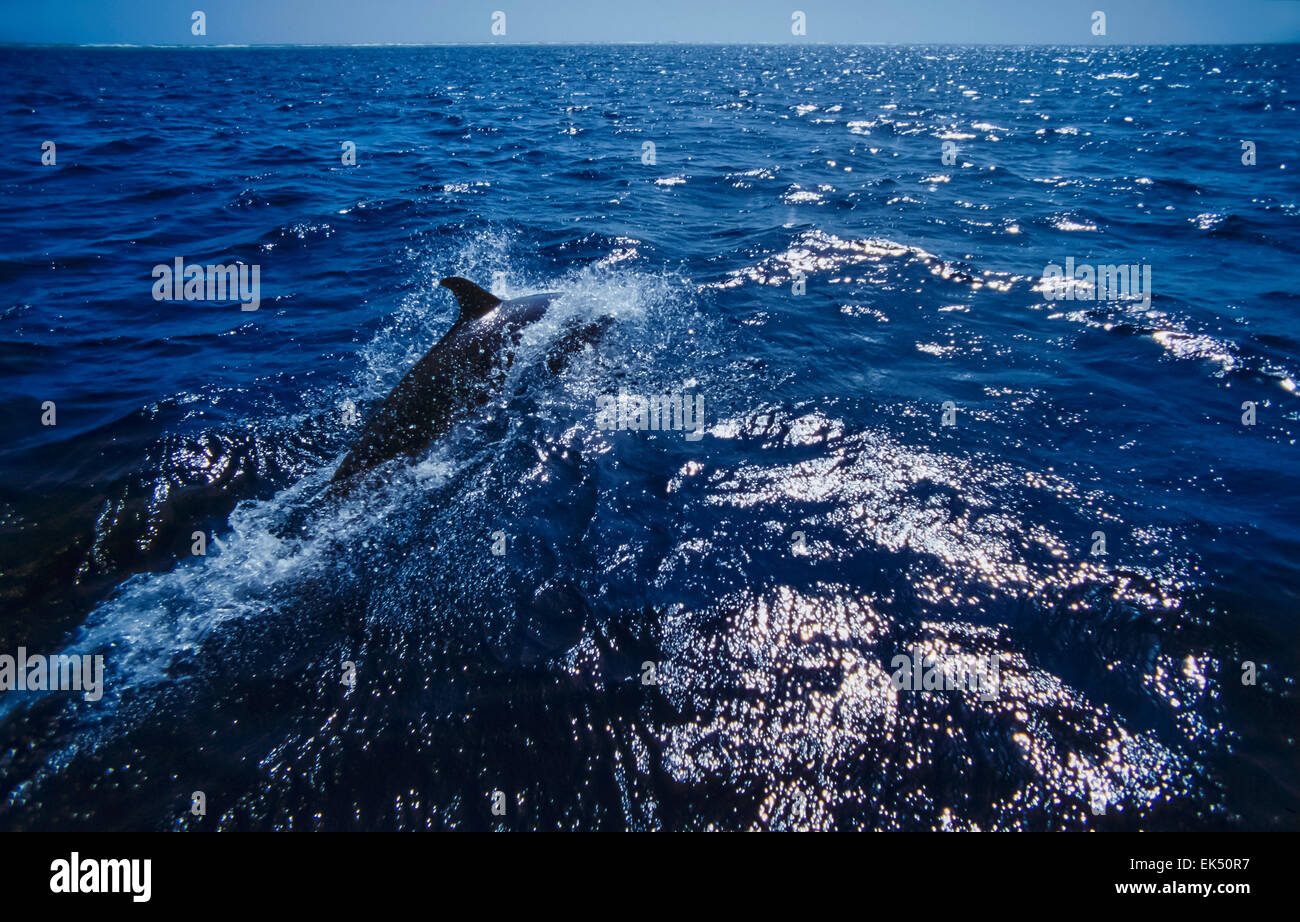 Sudan, Red Sea, dolphin Stock Photo - Alamy