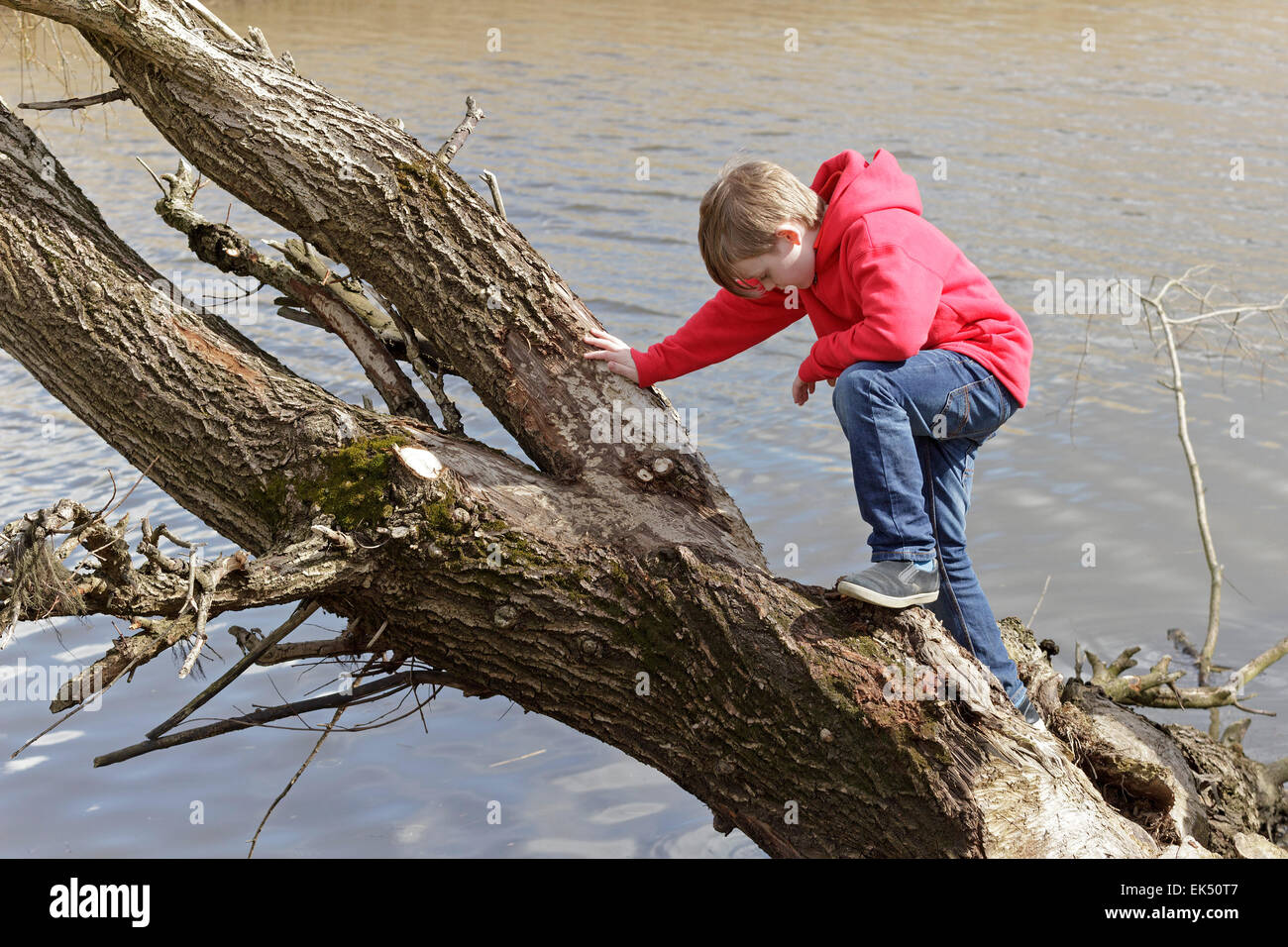 young boy on a tree Stock Photo - Alamy