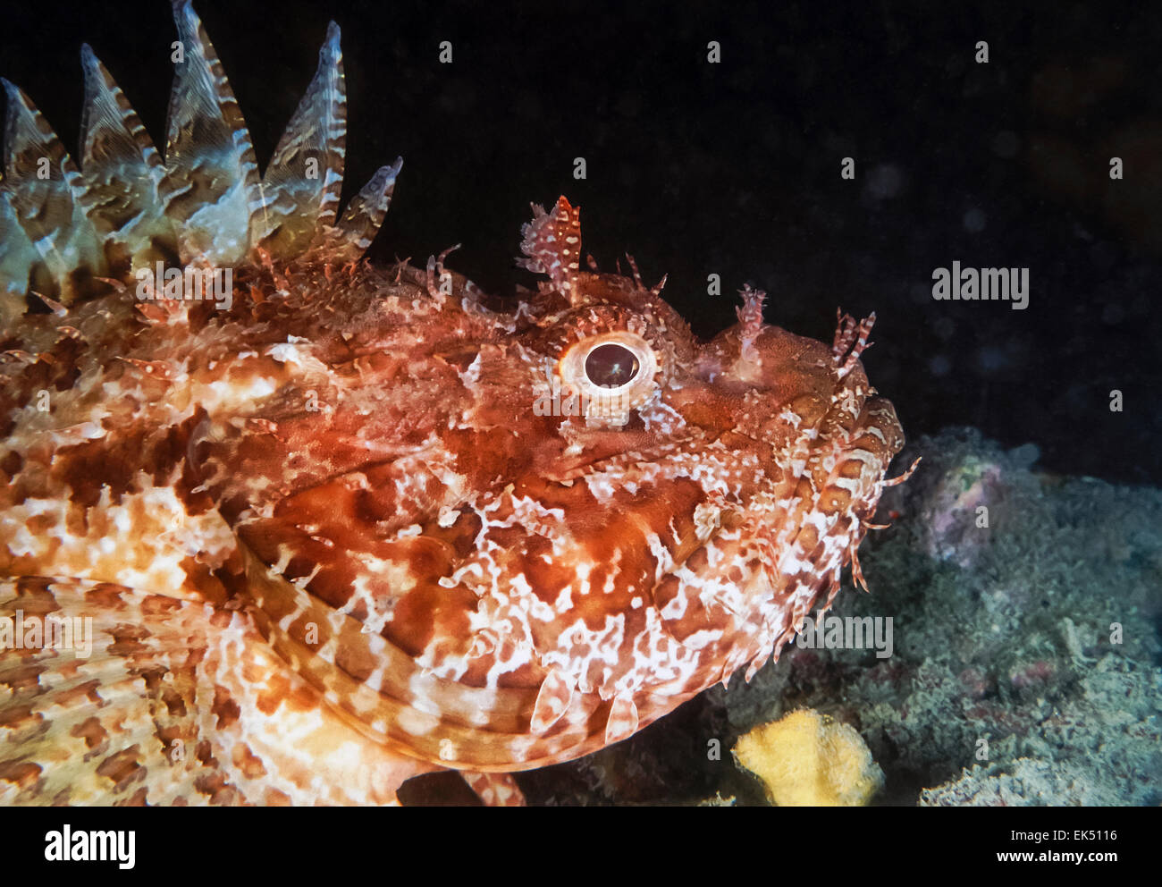 Scorpion rockfish hi-res stock photography and images - Alamy