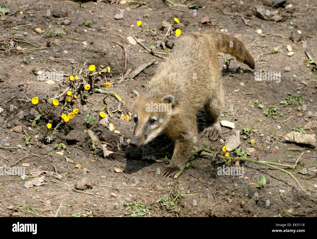South American ring-tailed Coati ( Nasua Nasua Stock Photo - Alamy