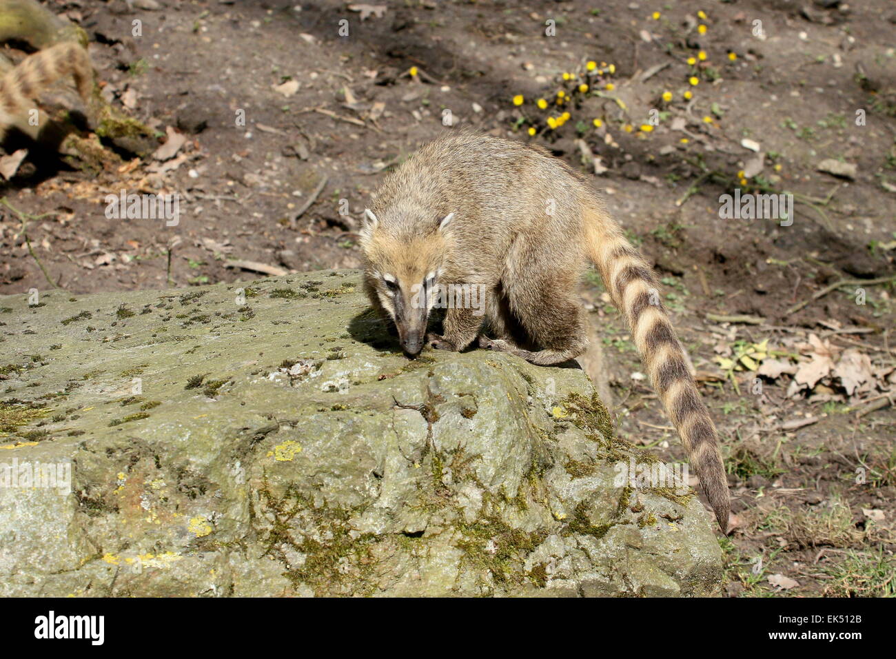 South American ring-tailed Coati ( Nasua Nasua Stock Photo - Alamy