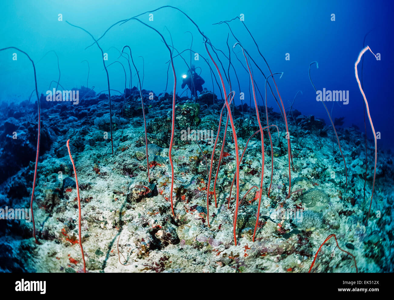 SUDAN, Red Sea, U.W. photo, Whip gorgonians (Junceella sp.) - FILM SCAN ...