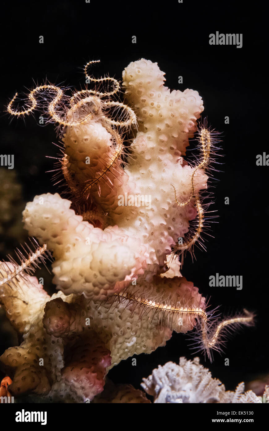 SUDAN, Red Sea, U.W. photo, a Crinoid (Encrinus sp.) on soft coral ...