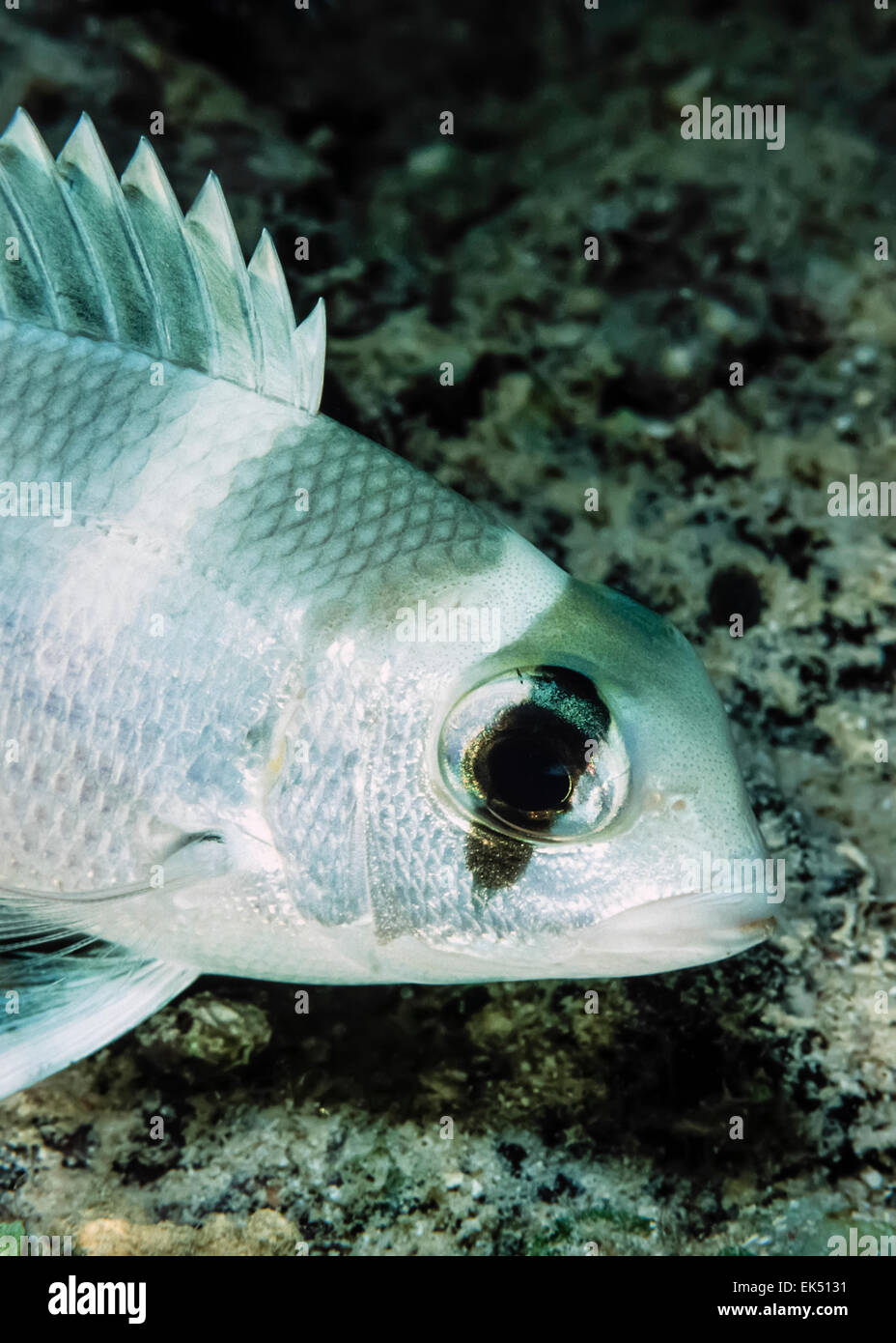 SUDAN, Red Sea, U.W. photo, small tropical fish - FILM SCAN Stock Photo ...