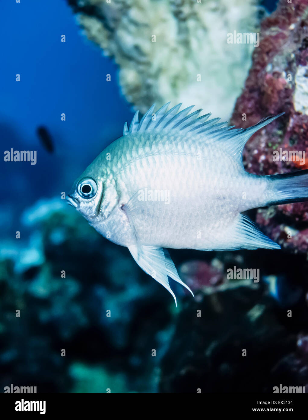 SUDAN, Red Sea, U.W. photo, small tropical fish - FILM SCAN Stock Photo ...