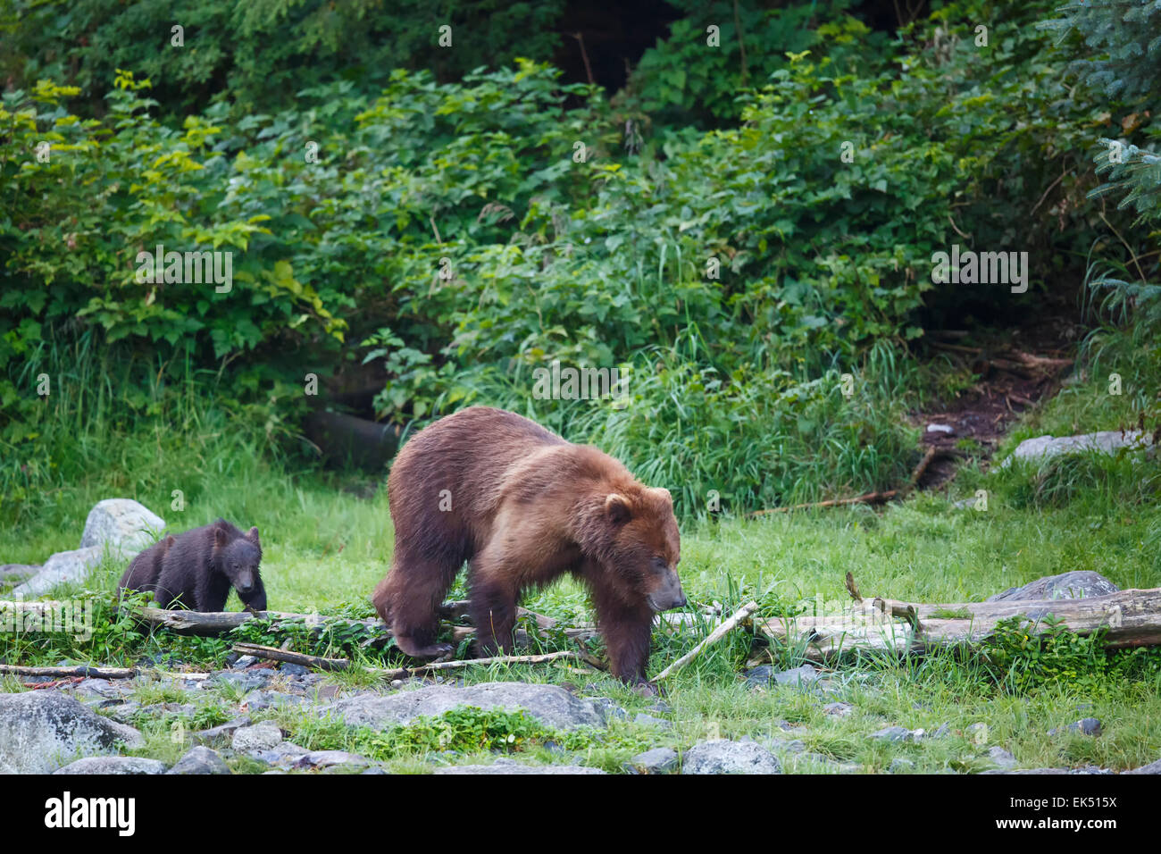 Brown bears feed on salmon, Baranof Island, Tongass National Forest ...