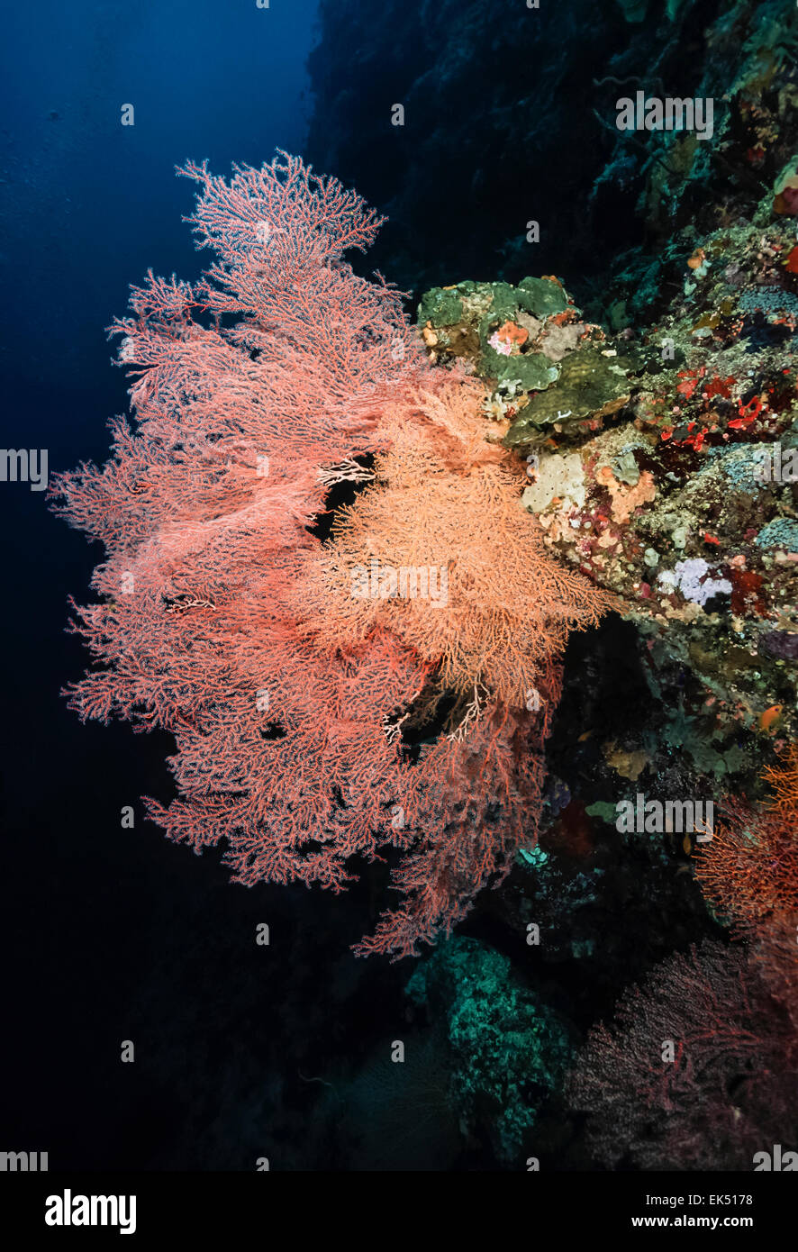Giant gorgonian sea fan with diver hi-res stock photography and images ...