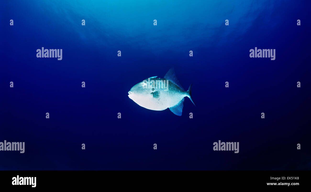 Mediterranean triggerfish hi-res stock photography and images - Alamy