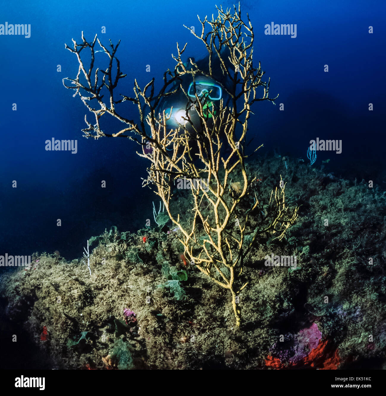 Mediterranean Sea, Black Coral (Gerardia savaglia) - FILM SCAN Stock ...