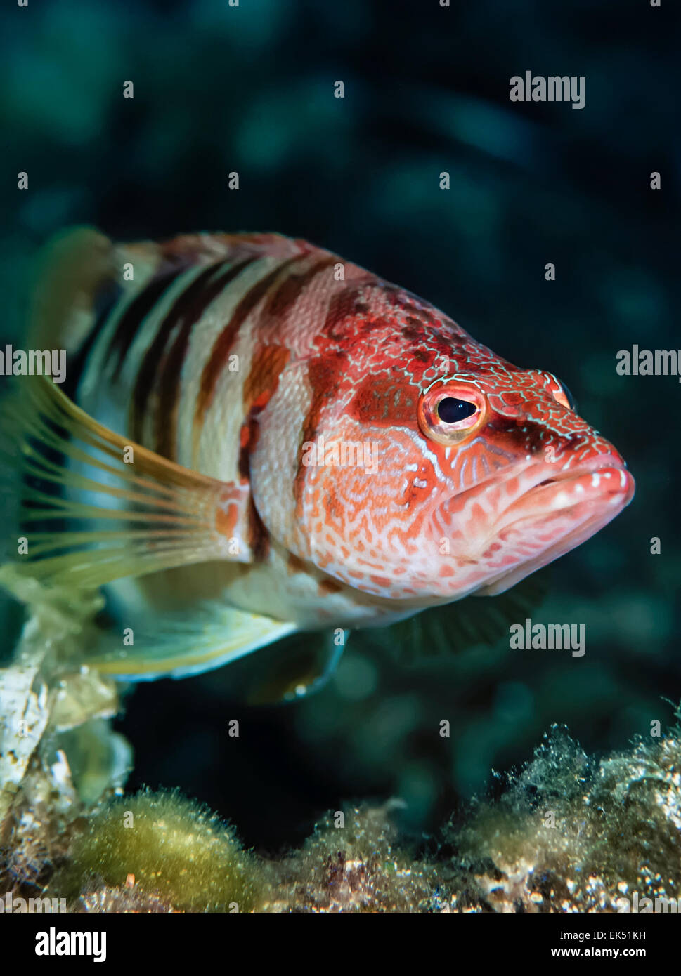 Serranoid hi-res stock photography and images - Alamy