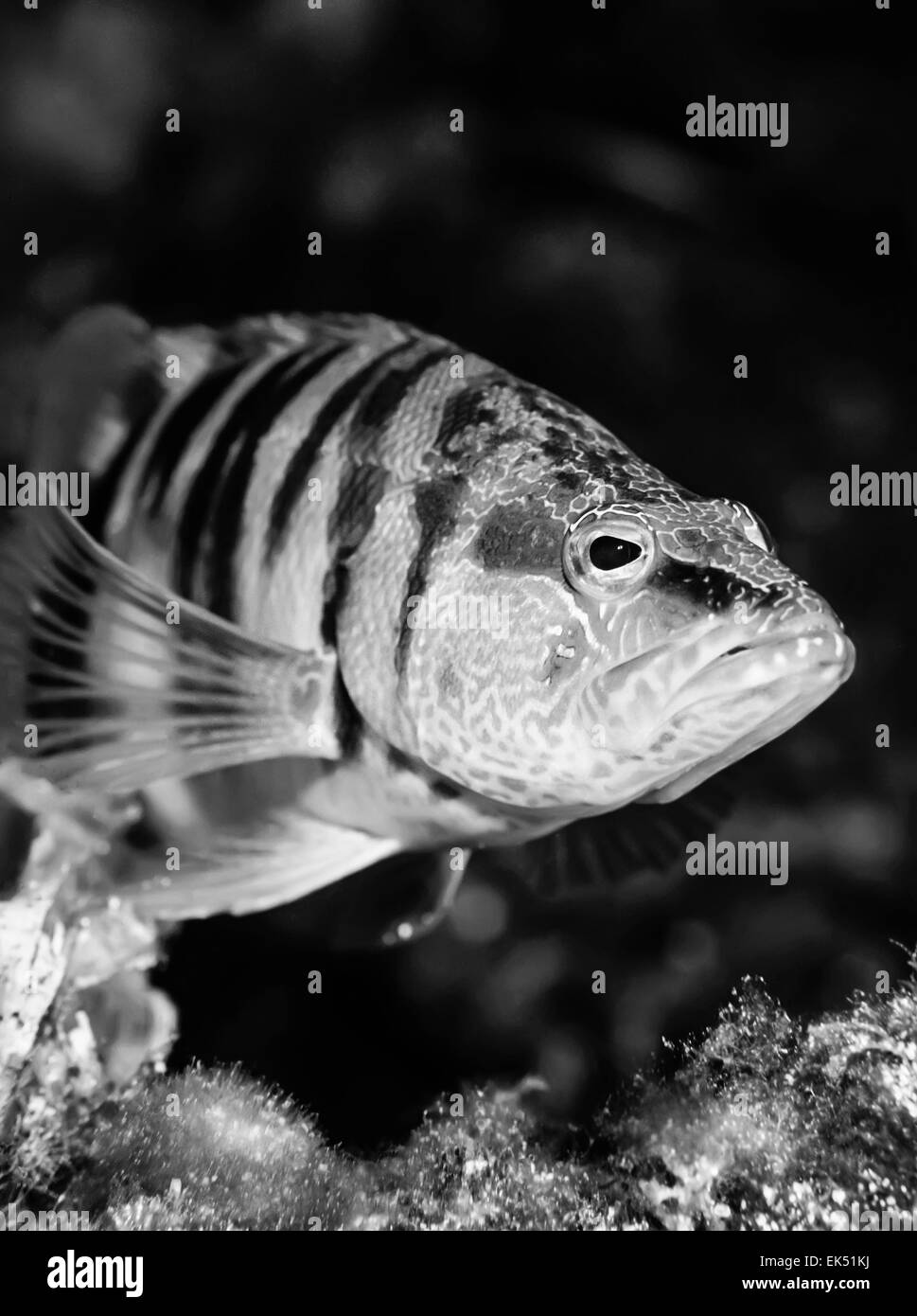 Mediterranean Sea, serranoid fish (Serranus scriba) - FILM SCAN Stock ...