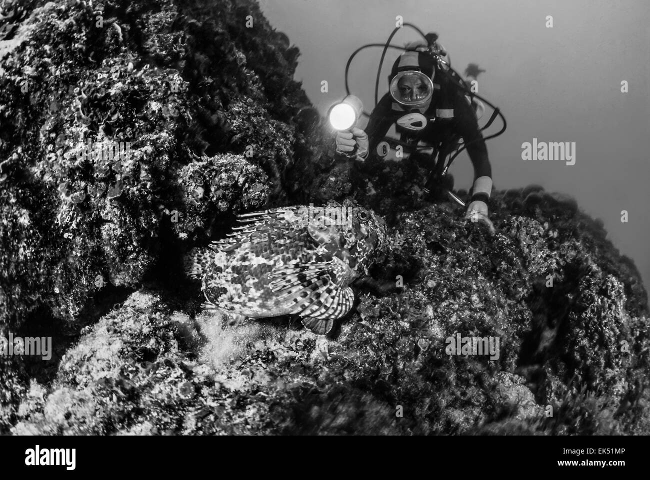 Italy, Mediterranean Sea, Tremiti Islands, diver close to a big ...