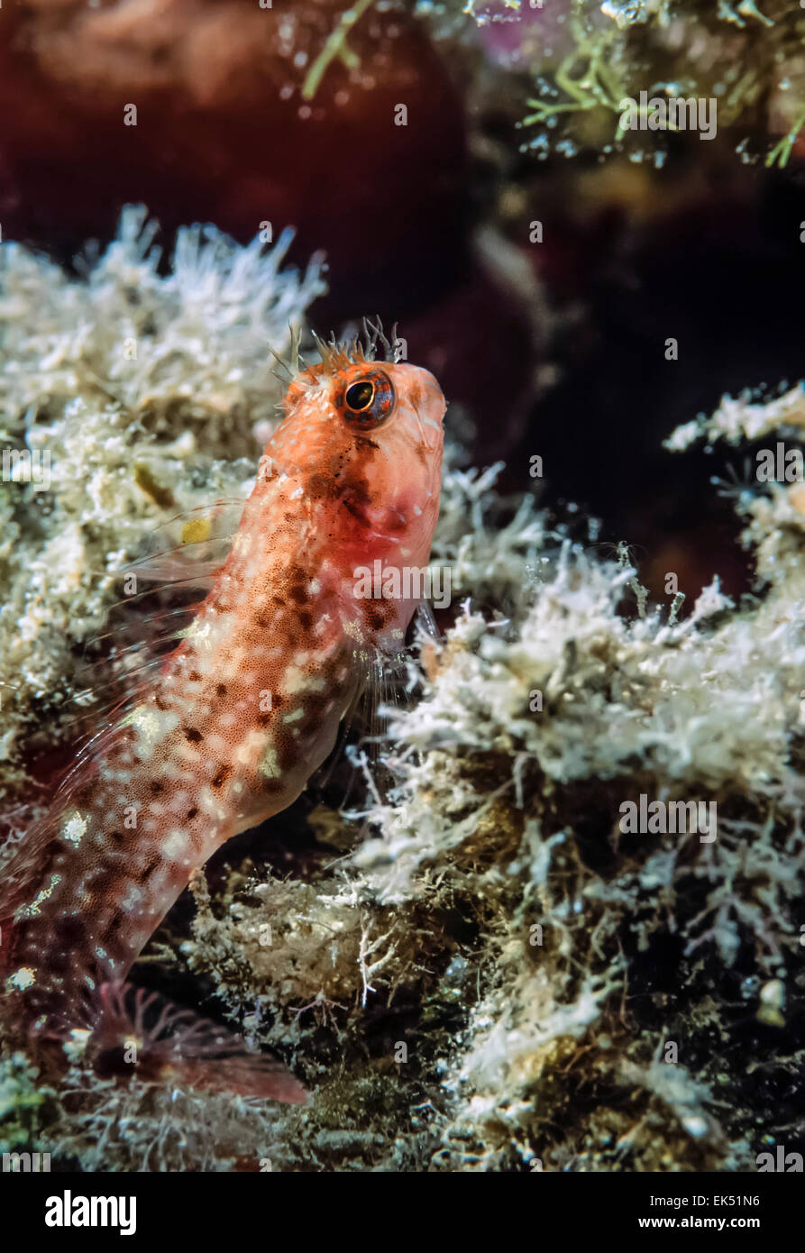 Mediterranean Sea, U.W. photo, small Serranoid Fish (Serranus scriba ...