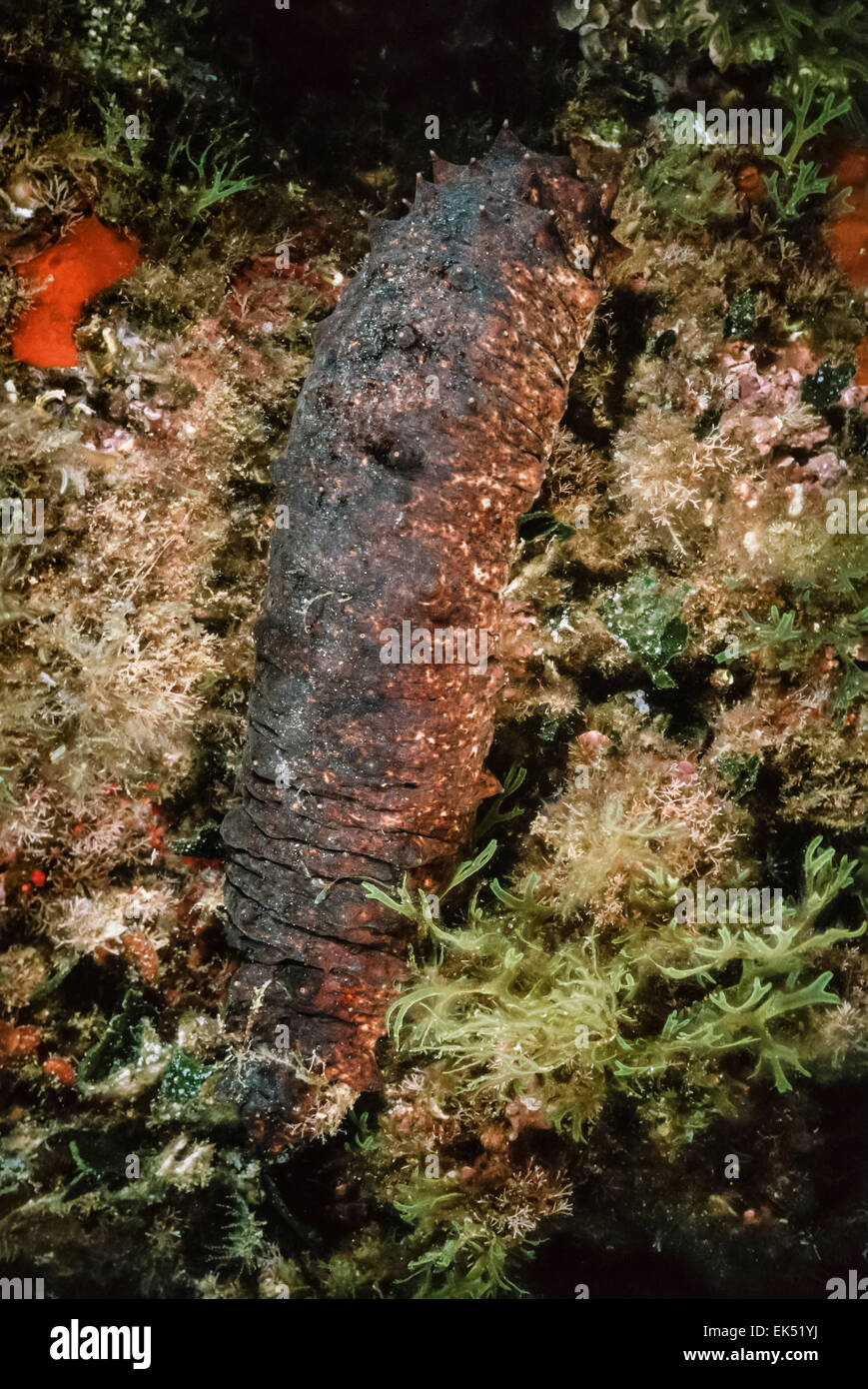 Deep sea cucumber species hi-res stock photography and images - Alamy