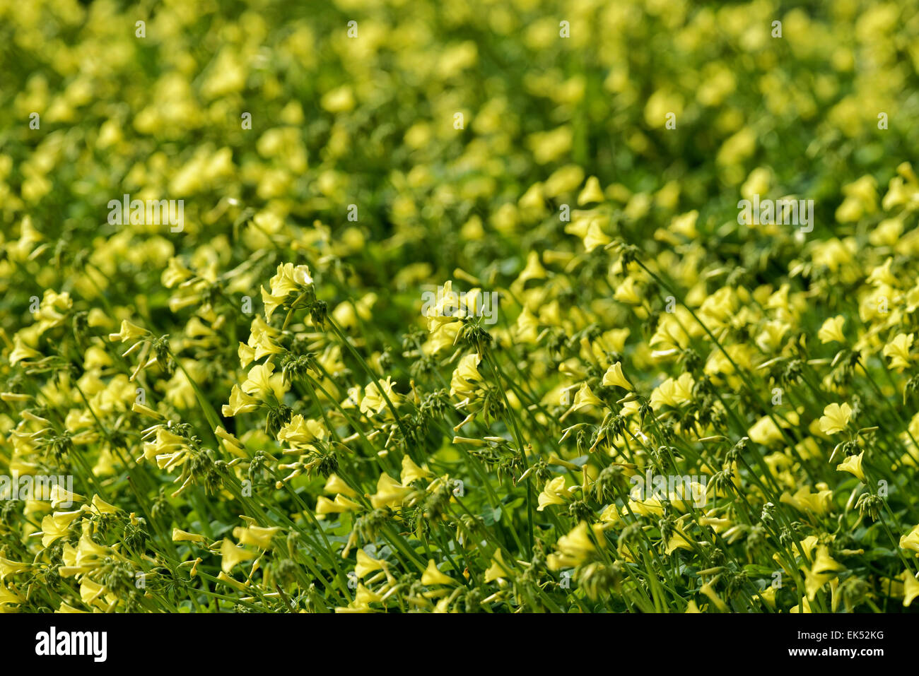 Italy, countryside, bell flowers in the spring Stock Photo - Alamy
