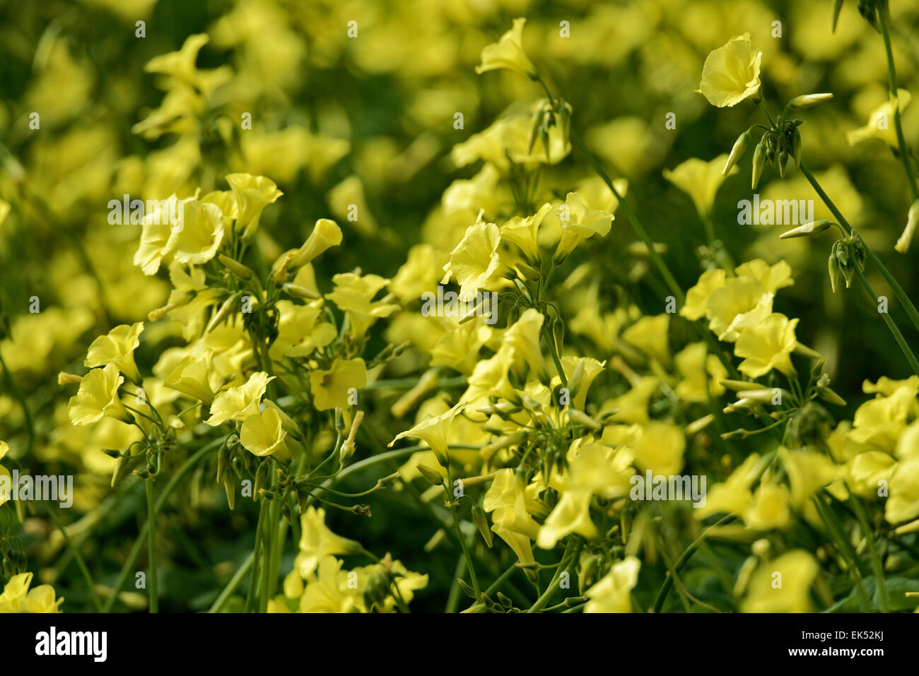 Italy, countryside, bell flowers in the spring Stock Photo - Alamy