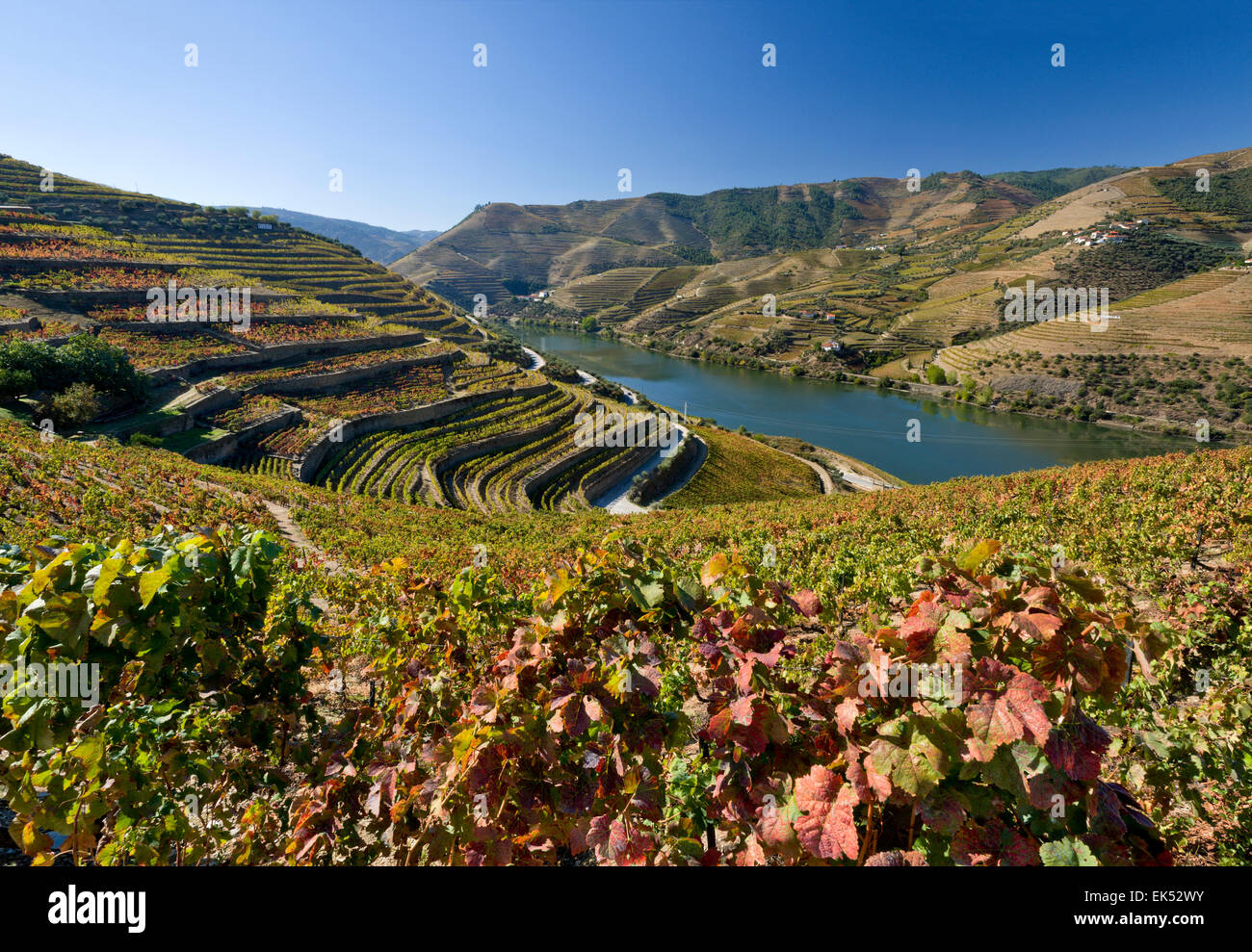 Portugal, the Alto Douro, the Douro Valley vineyards in autumn Stock ...