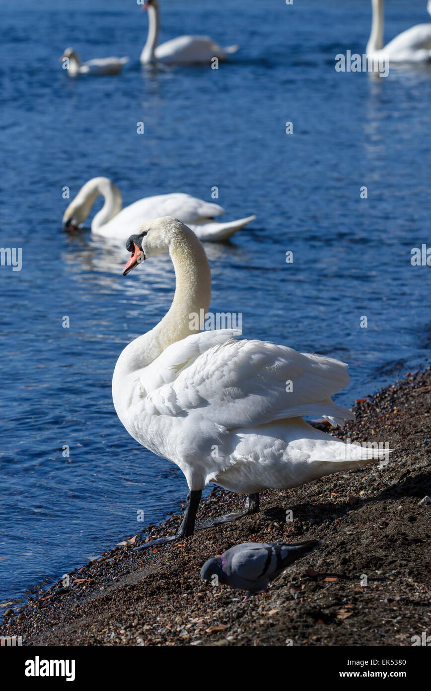 Italy, Bracciano lake (Rome), swans Stock Photo - Alamy
