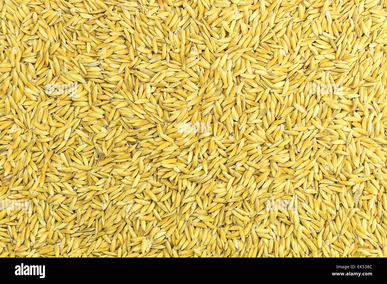 Yellow paddy jasmine rice for background Stock Photo - Alamy