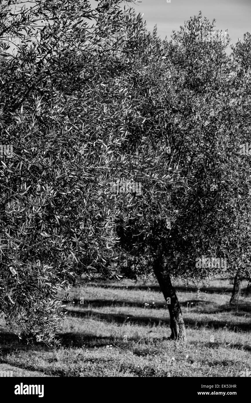 Olive trees field Black and White Stock Photos & Images - Alamy