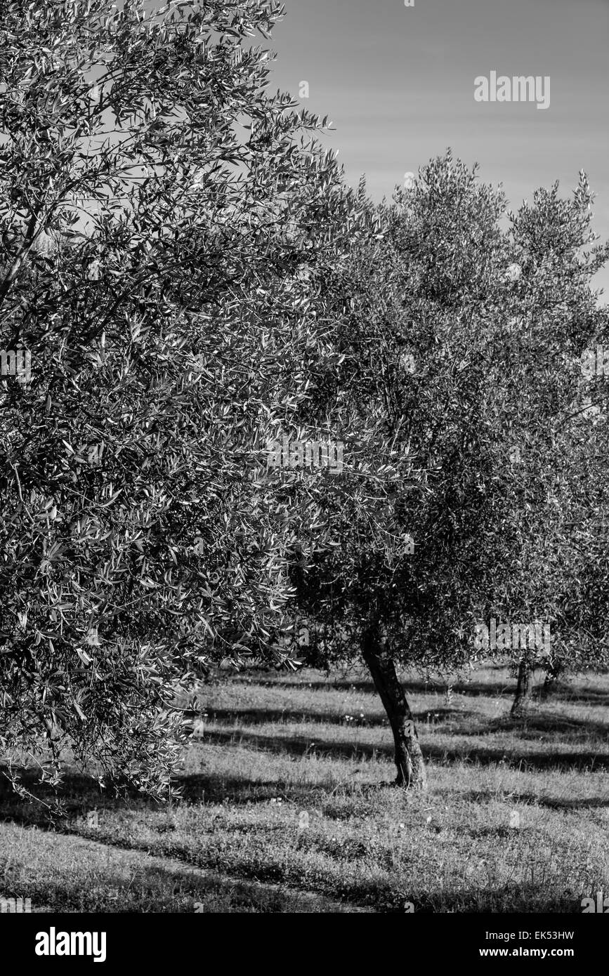 Italy, Sicily, countryside, olive trees Stock Photo - Alamy