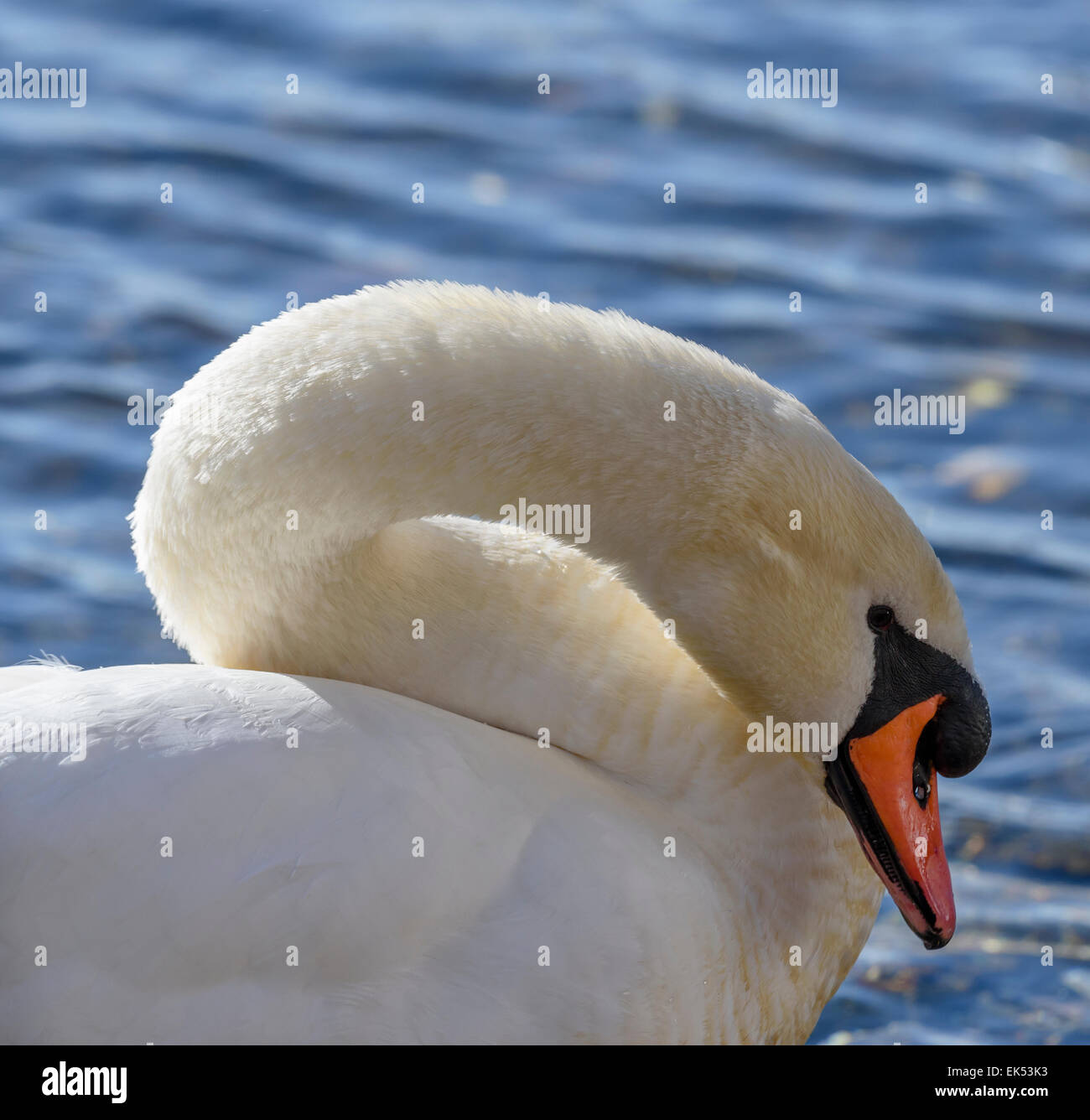 Italy, Bracciano lake (Rome), swan Stock Photo - Alamy