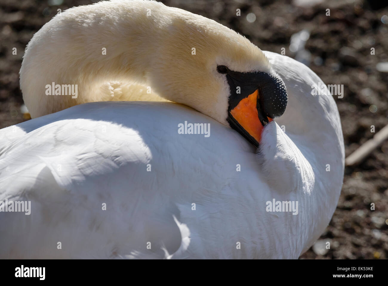 Italy, Bracciano lake (Rome), swan Stock Photo - Alamy
