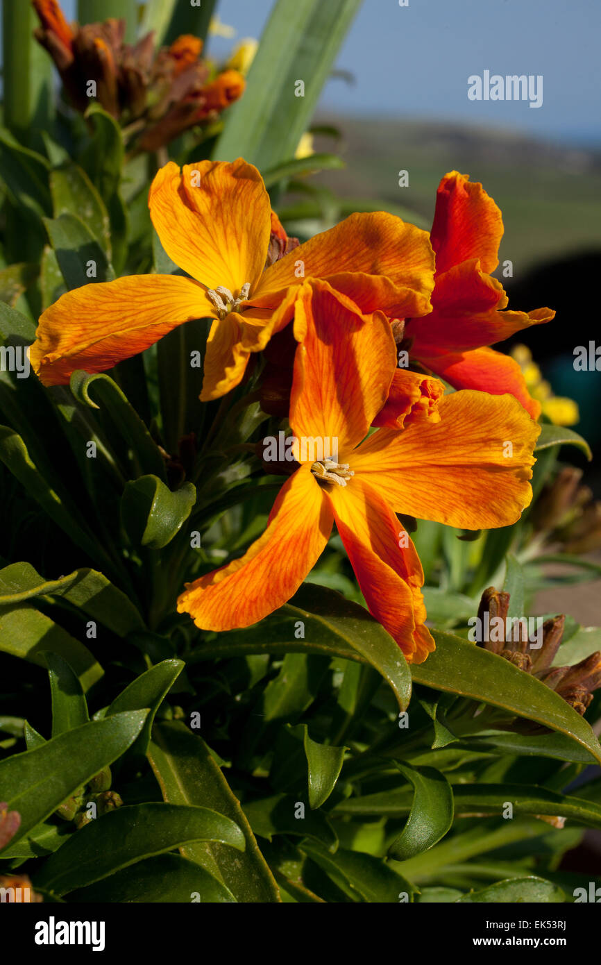 Dwarf Orange Wallflowers ( Erysimum ) in a stone container on a wall in ...