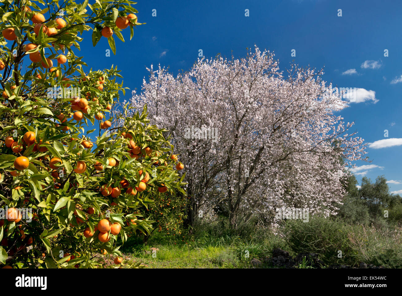 Flowering tangerine tree hi-res stock photography and images - Alamy