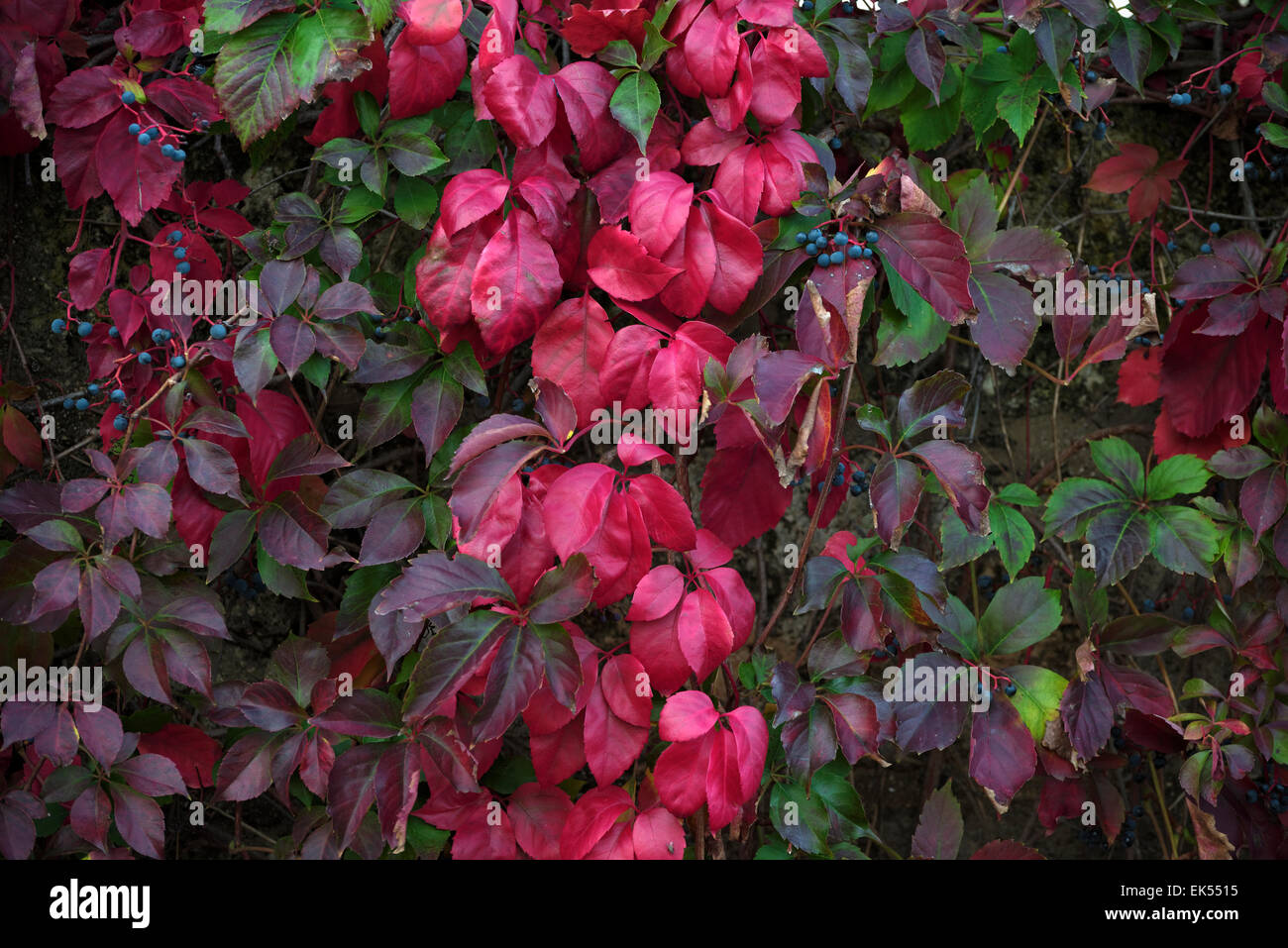 Italy, countryside, autumn, fox grape leaves (Scaphoideus titanus Stock ...