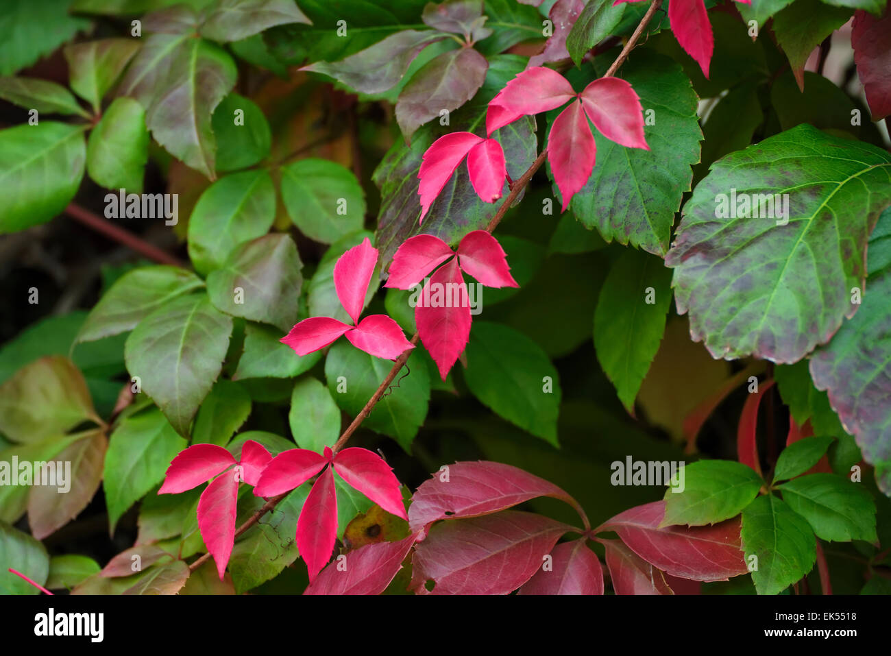 Italy, countryside, autumn, fox grape leaves (Scaphoideus titanus Stock ...