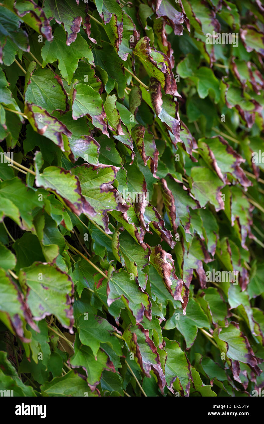 Italy, countryside, autumn, fox grape leaves (Scaphoideus titanus Stock ...