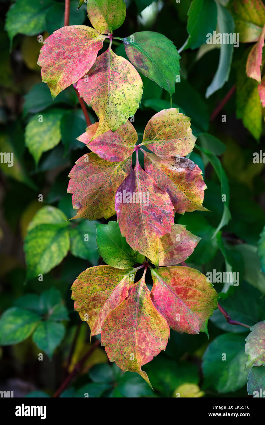 Scaphoideus titanus hi-res stock photography and images - Alamy