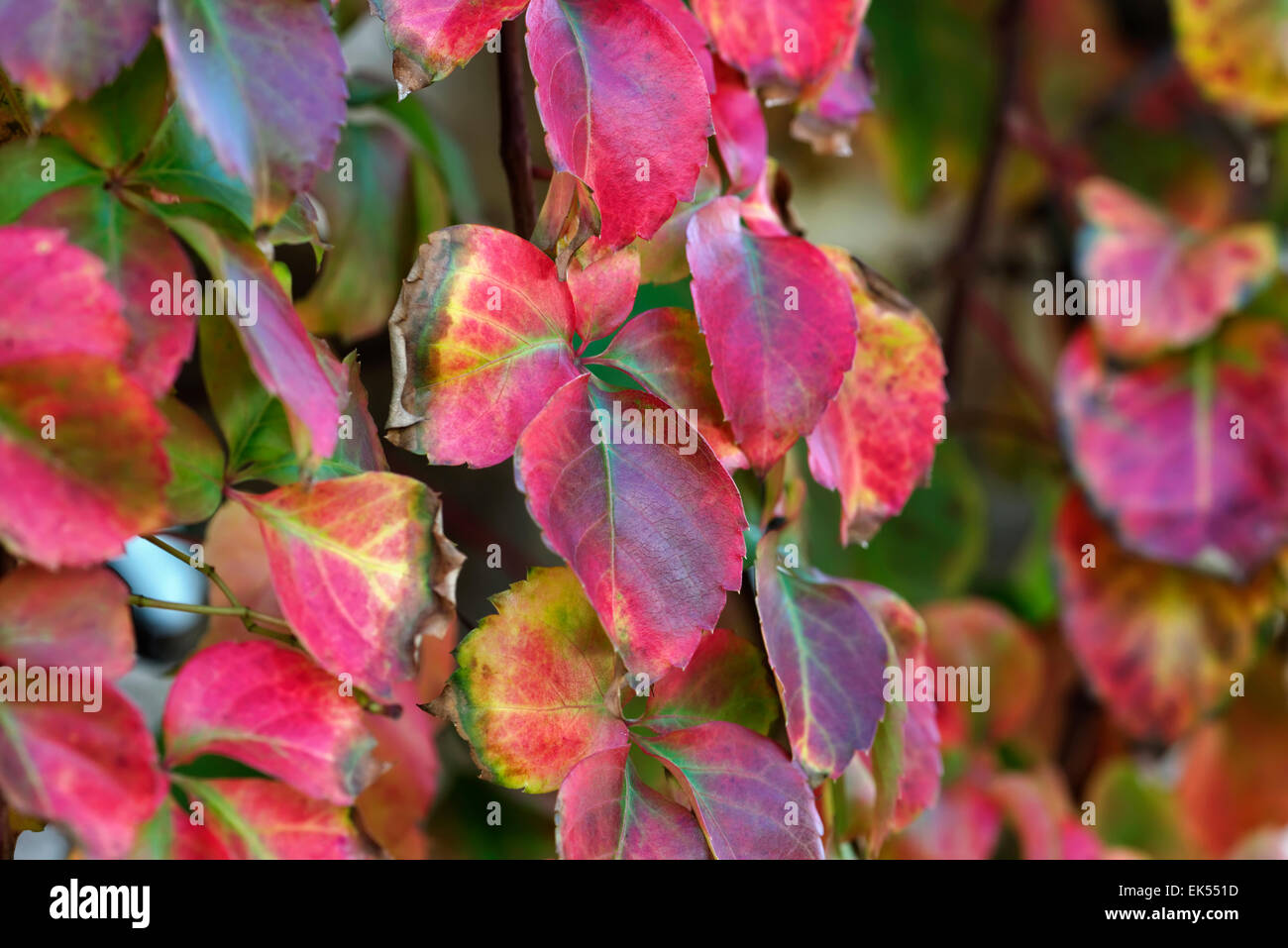 Italy, countryside, autumn, fox grape leaves (Scaphoideus titanus Stock ...