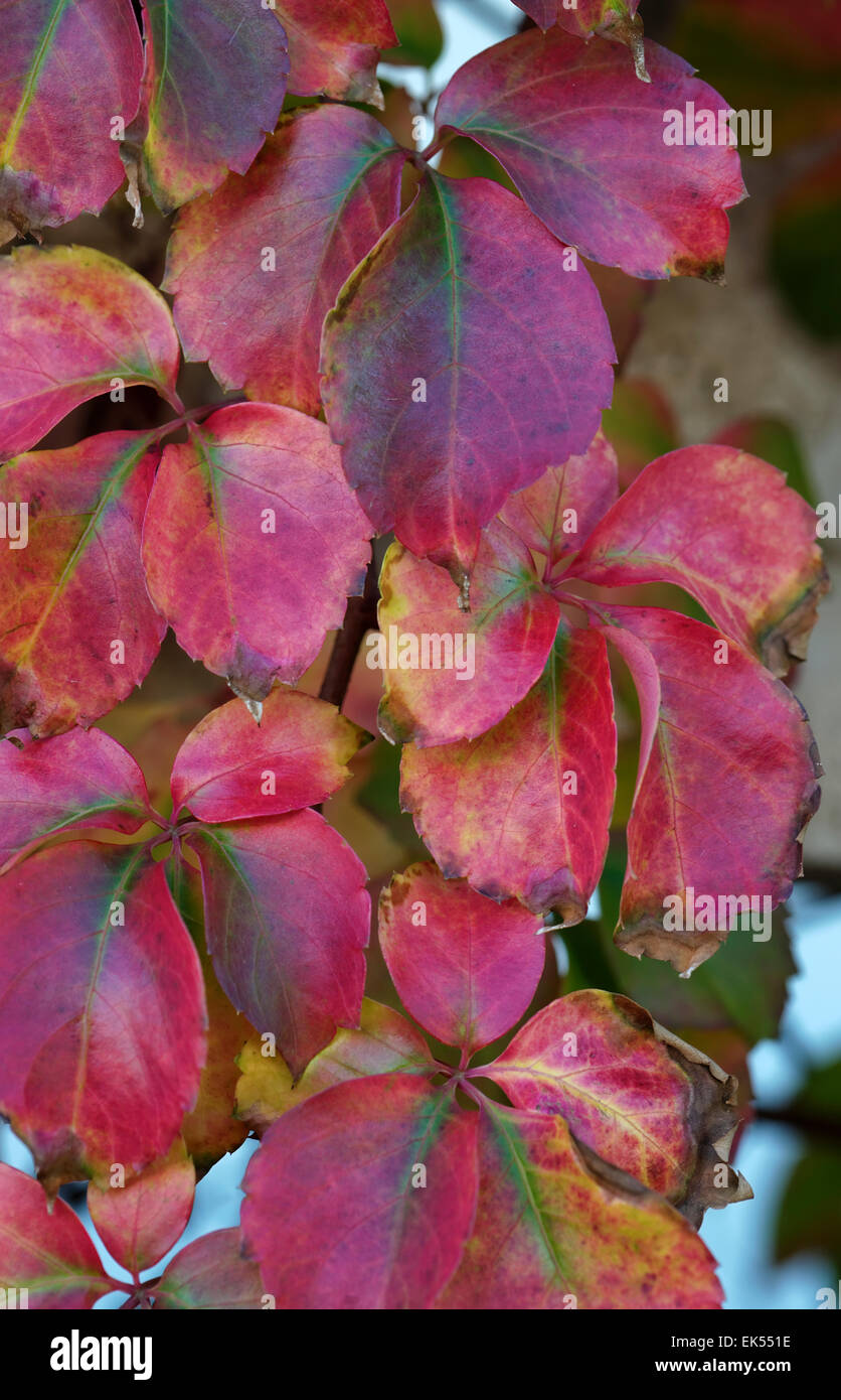 Italy, countryside, autumn, fox grape leaves (Scaphoideus titanus Stock ...
