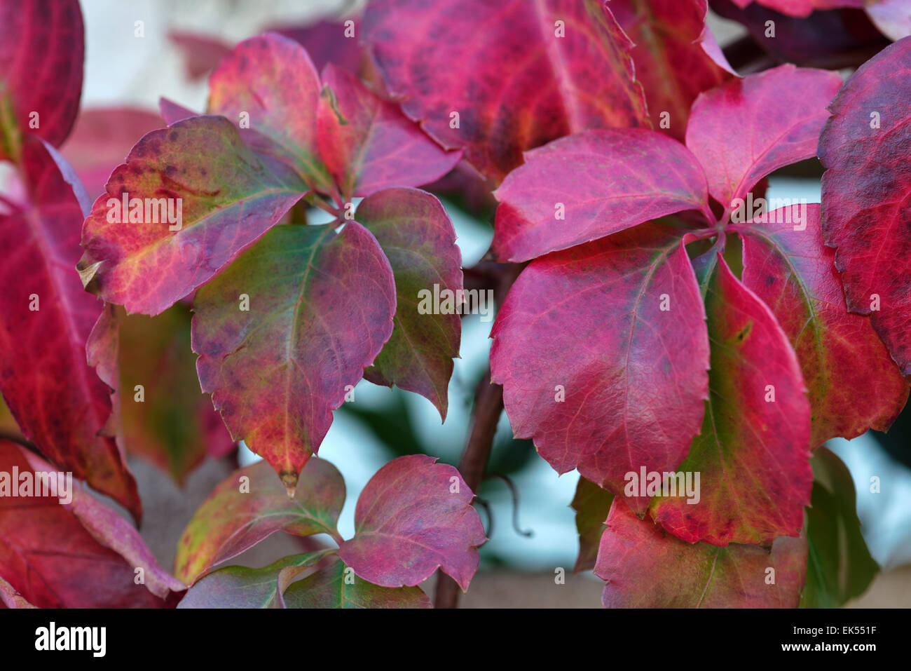 Italy, countryside, autumn, fox grape leaves (Scaphoideus titanus Stock ...