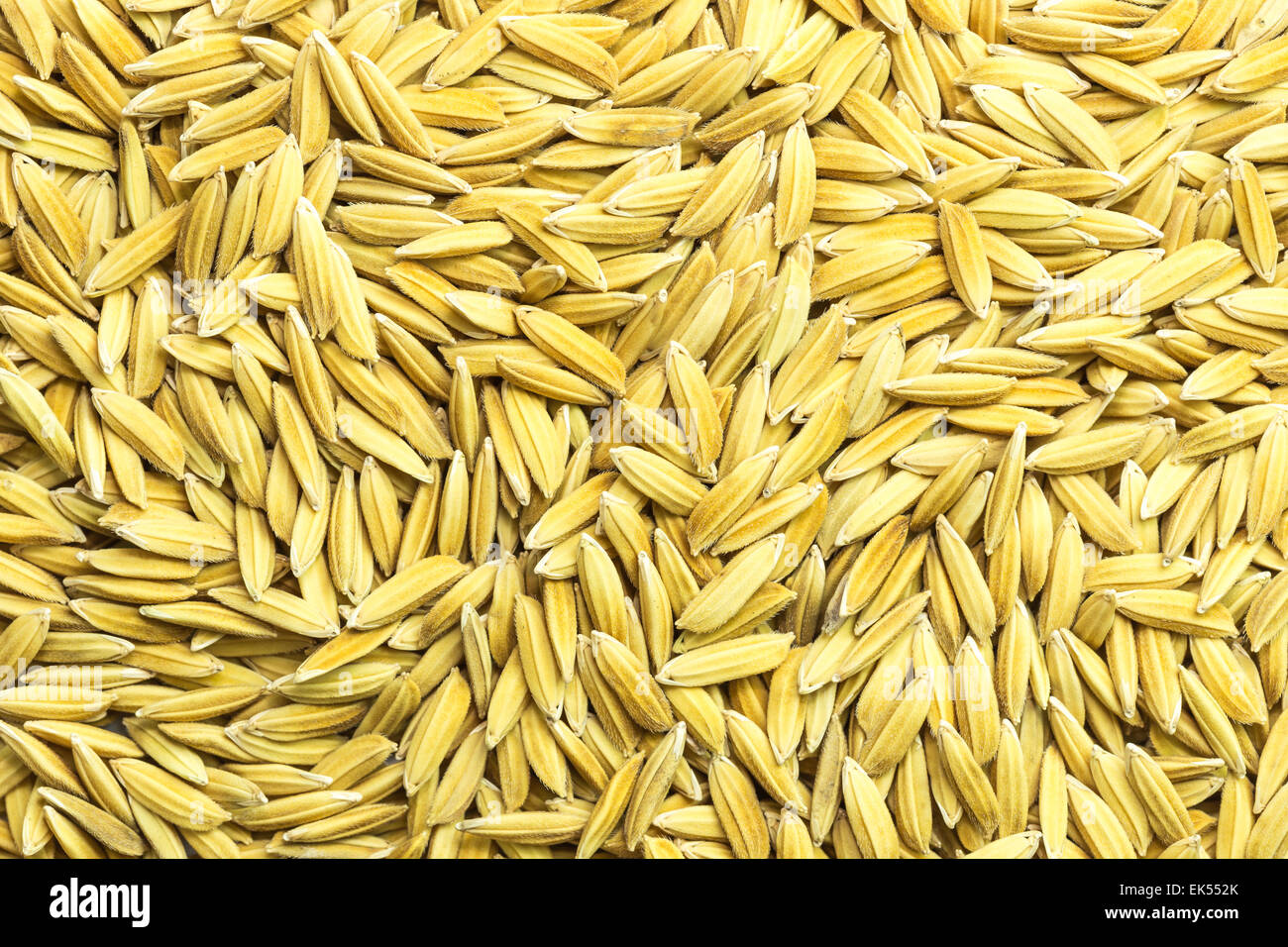 Yellow paddy jasmine rice for background Stock Photo - Alamy