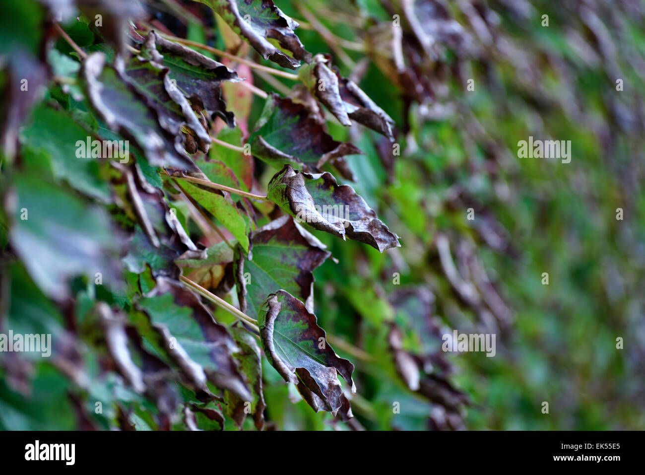 Italy, countryside, autumn, fox grape leaves (Scaphoideus titanus Stock ...