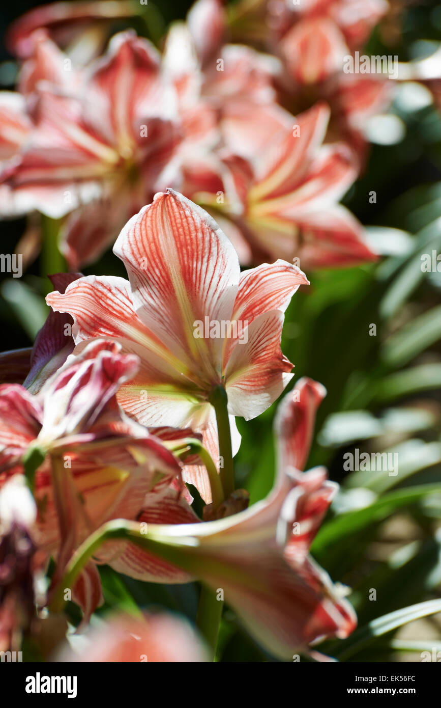 Italy, flowers in a garden Stock Photo - Alamy