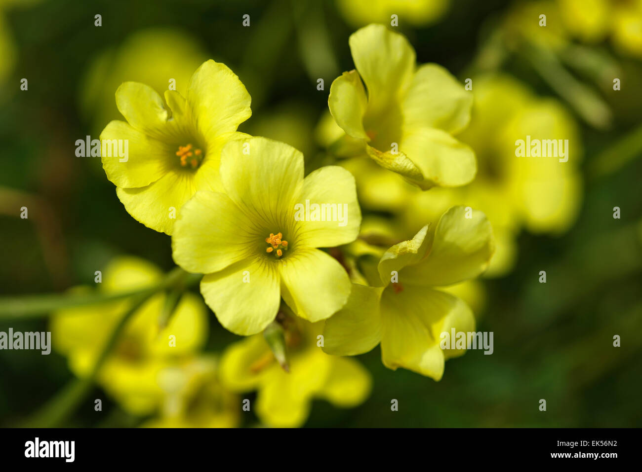 Italy, Sicily, yellow flowers in a garden Stock Photo - Alamy