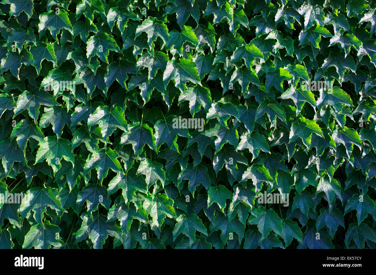 Italy, Sicily, ivy plant (Hedera) on a garden's wall Stock Photo - Alamy