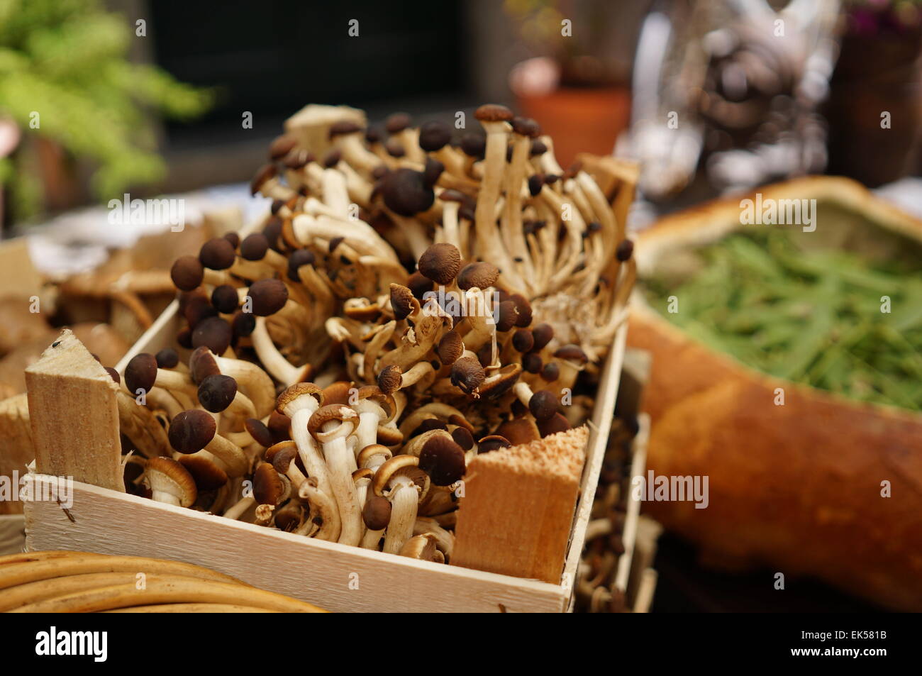 Brown enoki mushrooms hi-res stock photography and images - Alamy