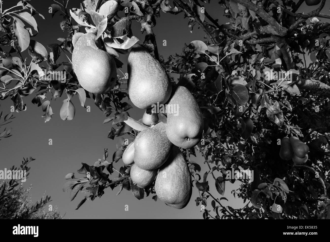 Italy, countryside, pear tree Stock Photo - Alamy